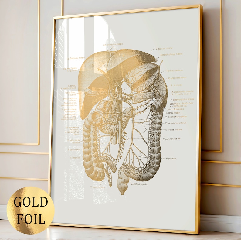 Gold Anatomy Art Digestive System Poster Internal Organs Print ...
