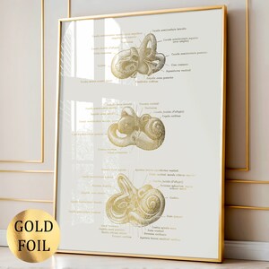 Set 6 Ear Anatomy Art Audiology Poster Medical Art Inner Ear Diagram ...