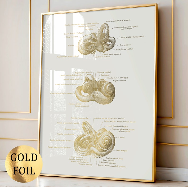 Set 6 Ear Anatomy Art Audiology Poster Medical Art Inner Ear Diagram ...
