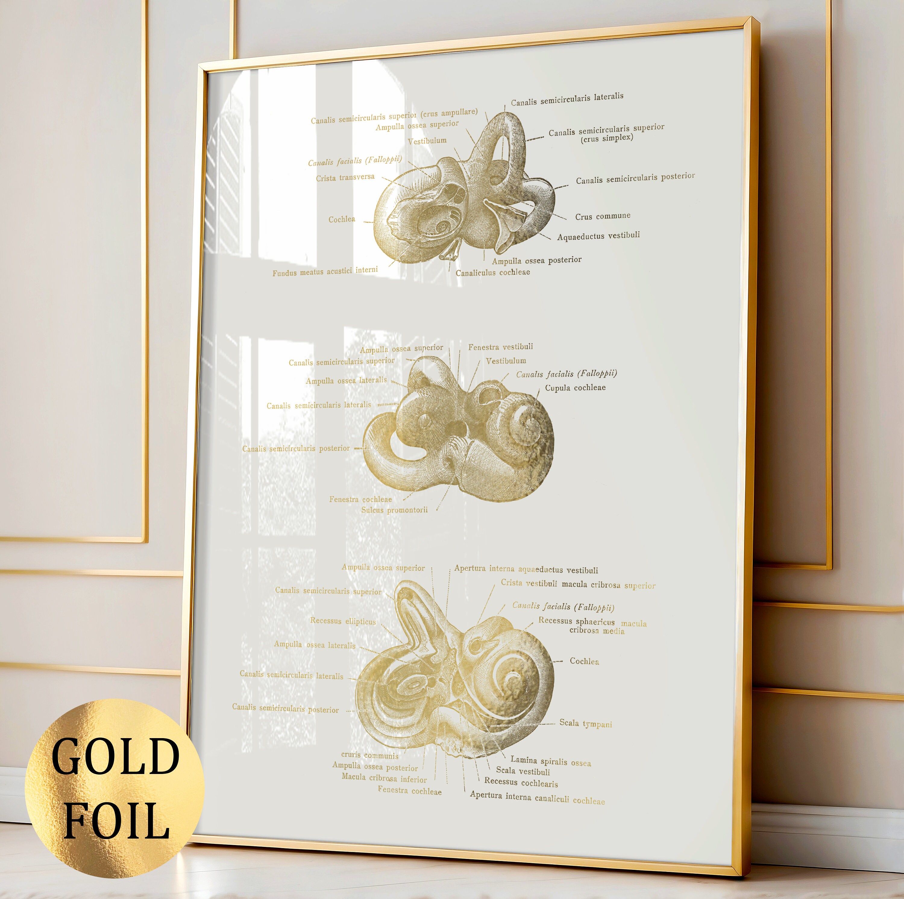 Set 6 Ear Anatomy Art Audiology Poster Medical Art Inner Ear Diagram ...