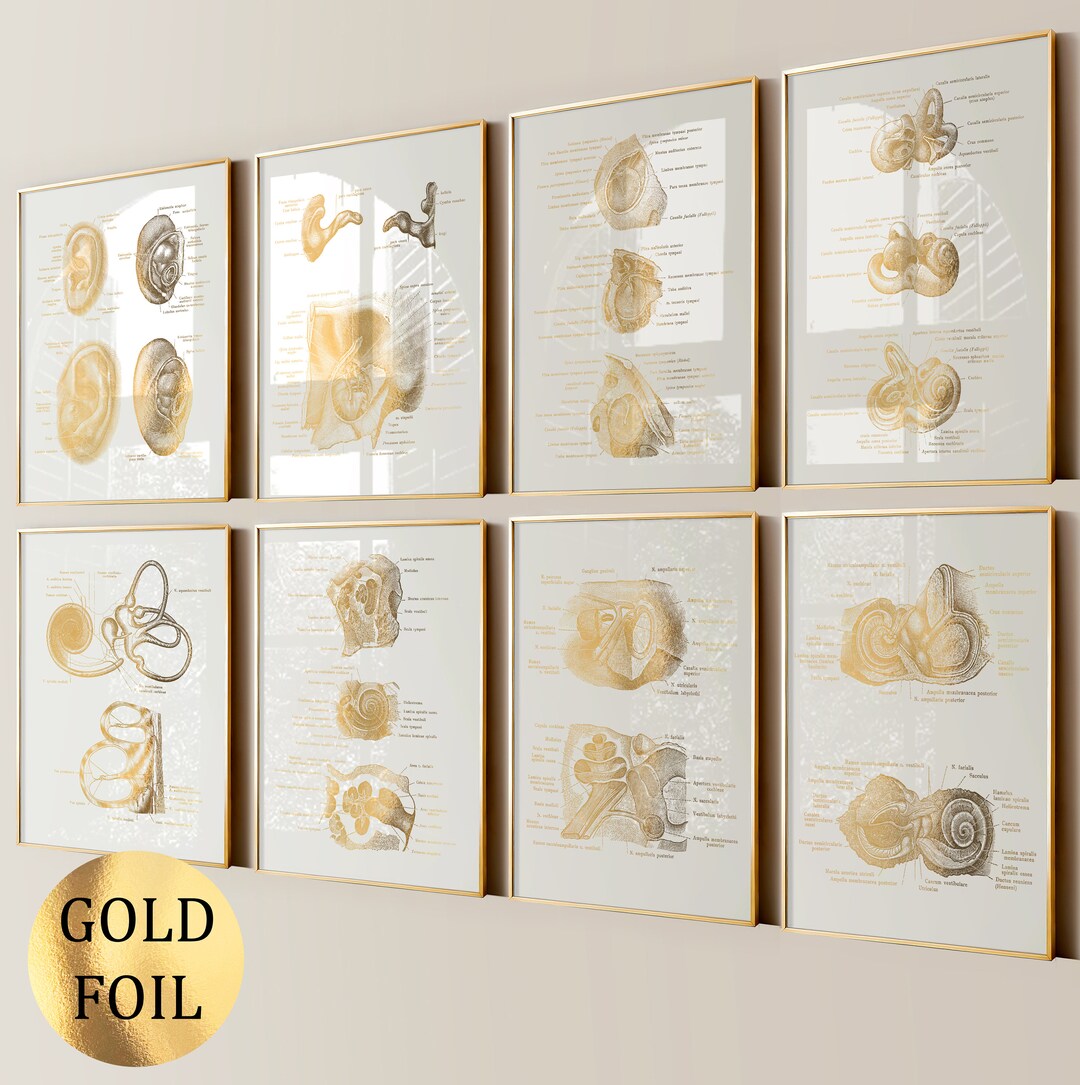 8 Gold Ear Anatomy Art Hearing System Posters Audiology Art Medical Art ...