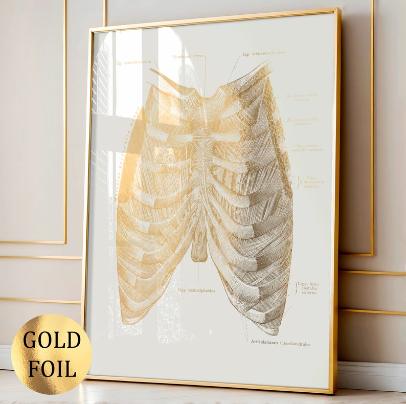 4 Rib Cage Anatomy Posters Thoracic Cage Print Skeletal System Medical ...