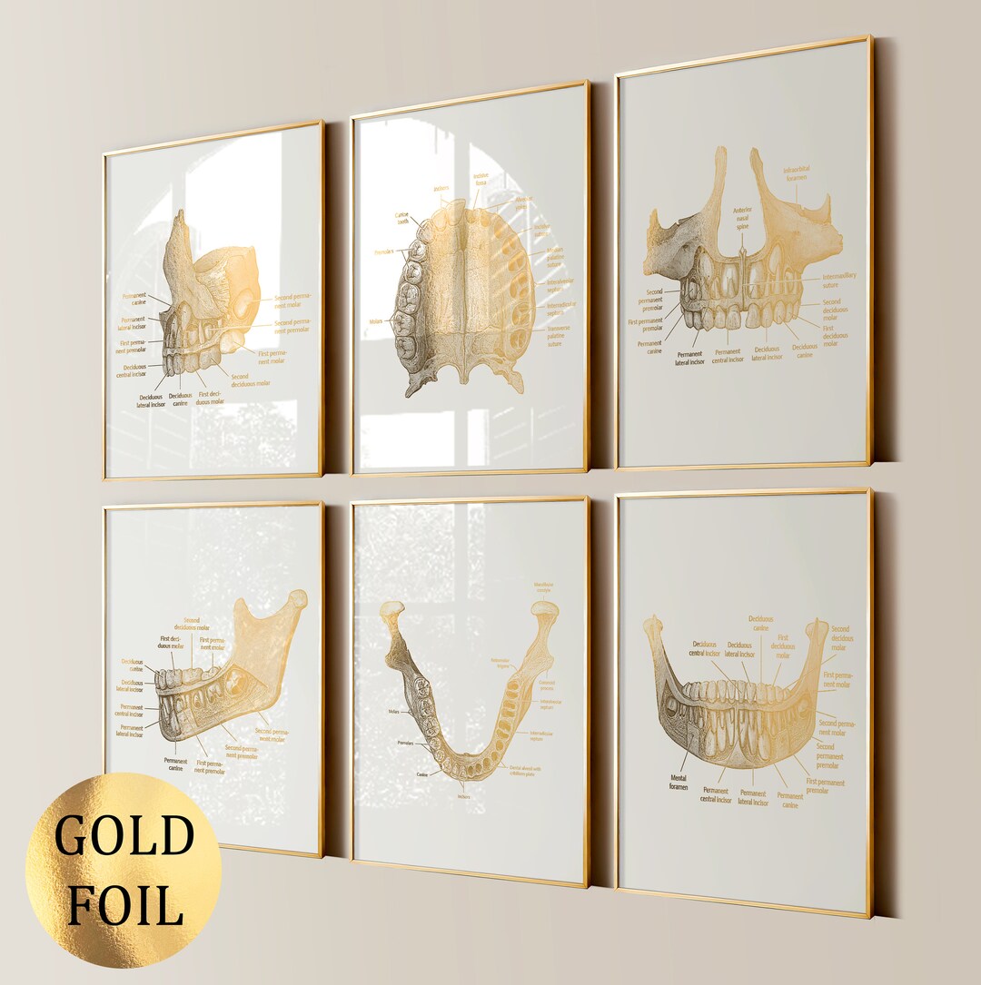 6 Dental Anatomy Posters, Tooth Anatomy, Orthognathic Anatomy, Dental ...