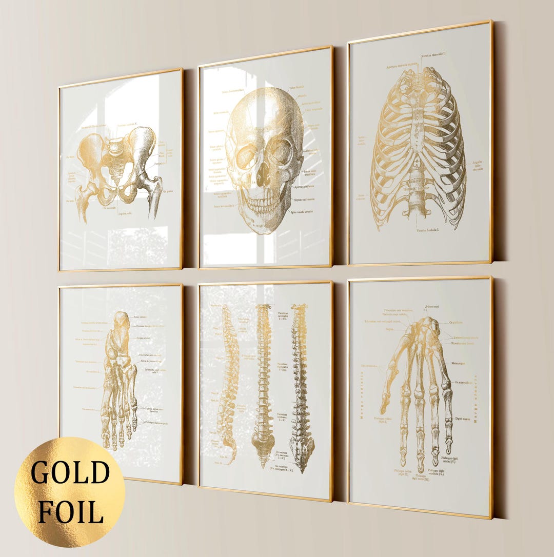 Set 6 Skeleton Anatomy Art Skeletal System Poster Medical Art Skeleton ...