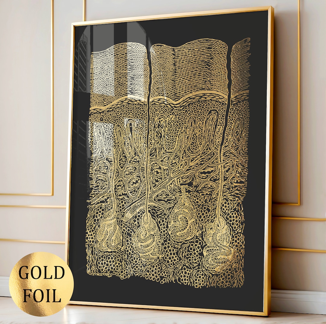 Gold Skin Anatomy Art Print Skin Layers Poster Medical Art Dermatology ...
