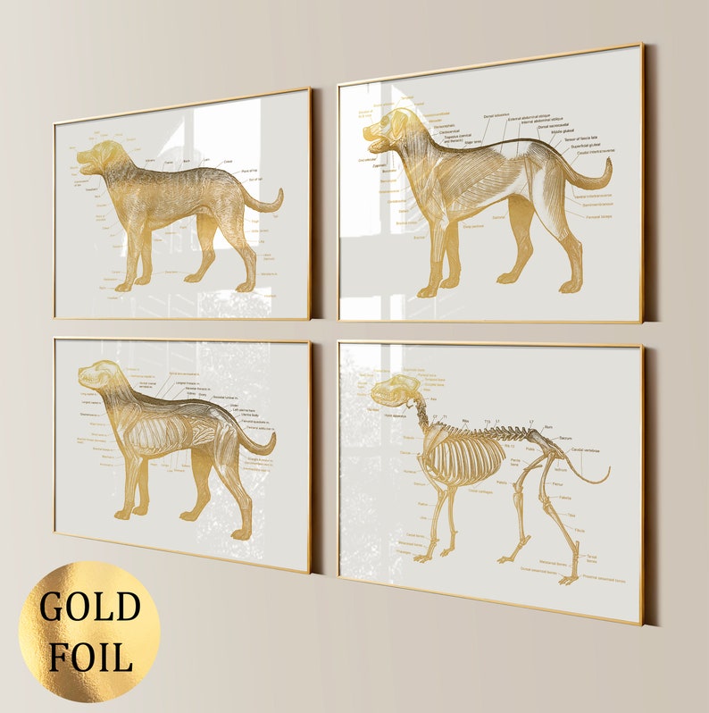 4 Dog Anatomy Art, Canine Anatomy Posters, Animal Anatomy, Pet Anatomy ...