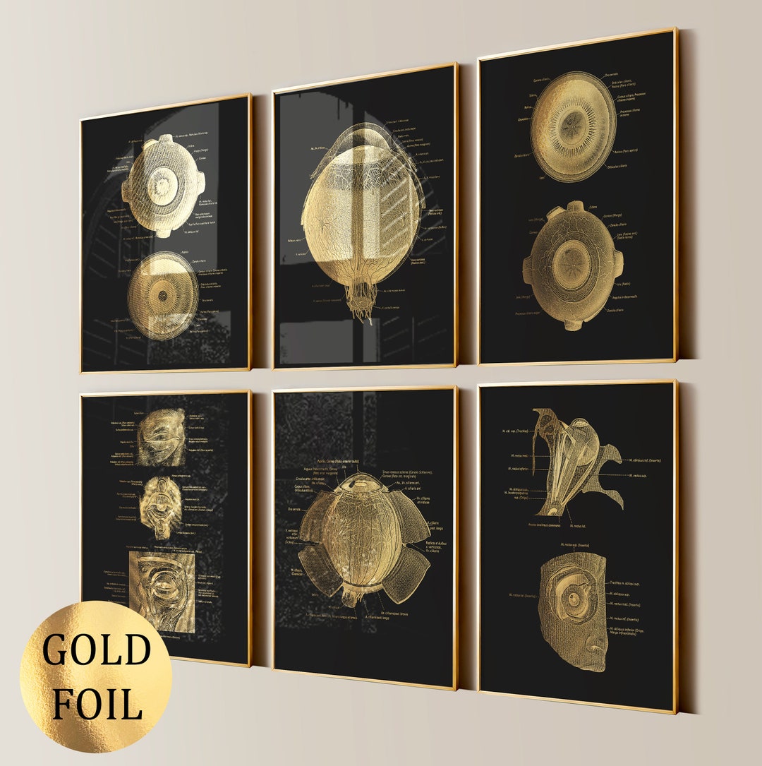 Set 6 Eye Anatomy Posters Ophthalmology Art Medical Art Gold Pupil ...