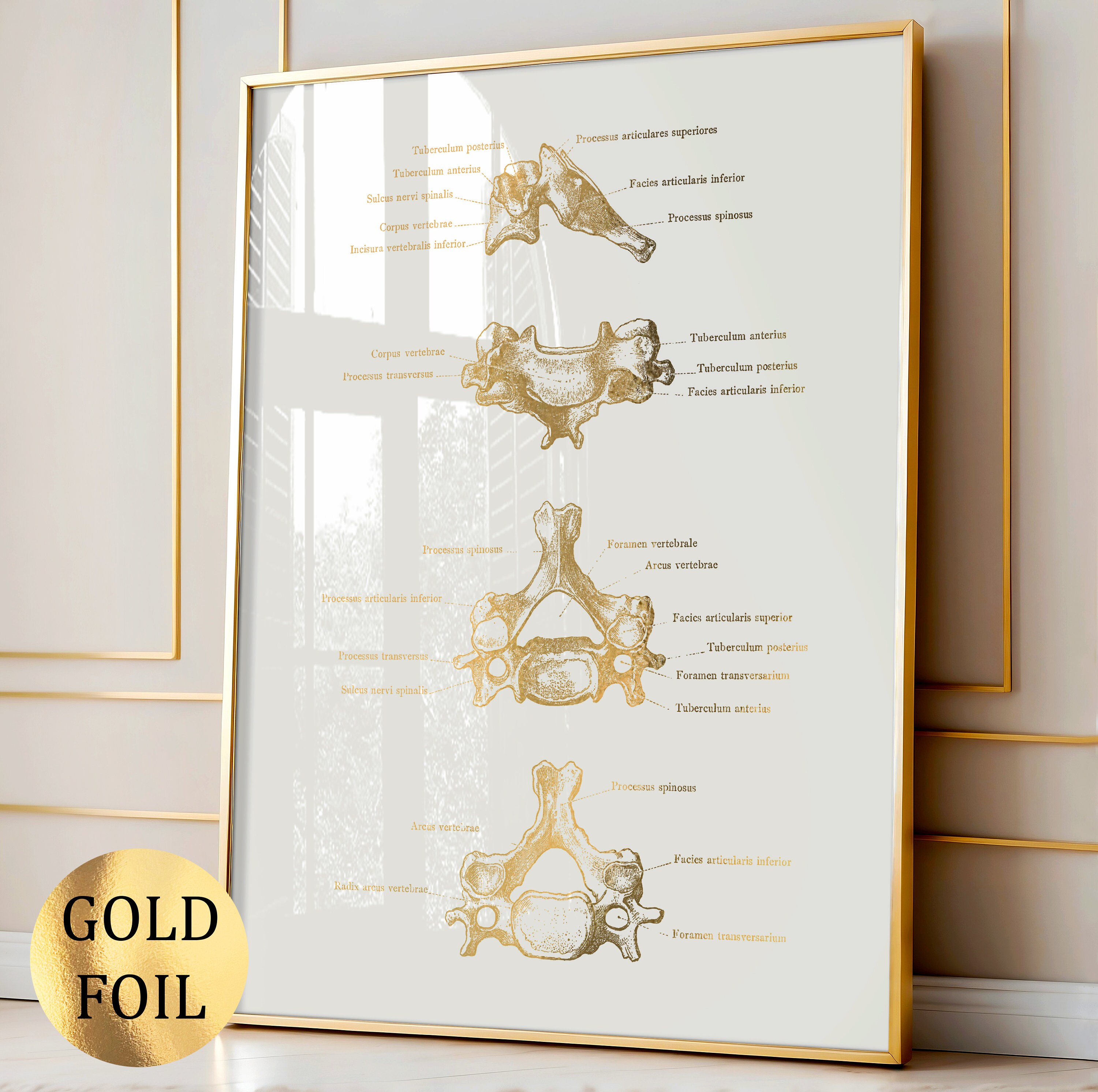Set 6 Spine Posters Skeletal System Anatomy Vertebral Column Art ...