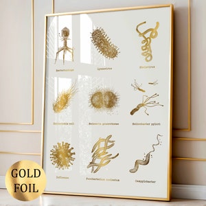 Bacteria - Etsy