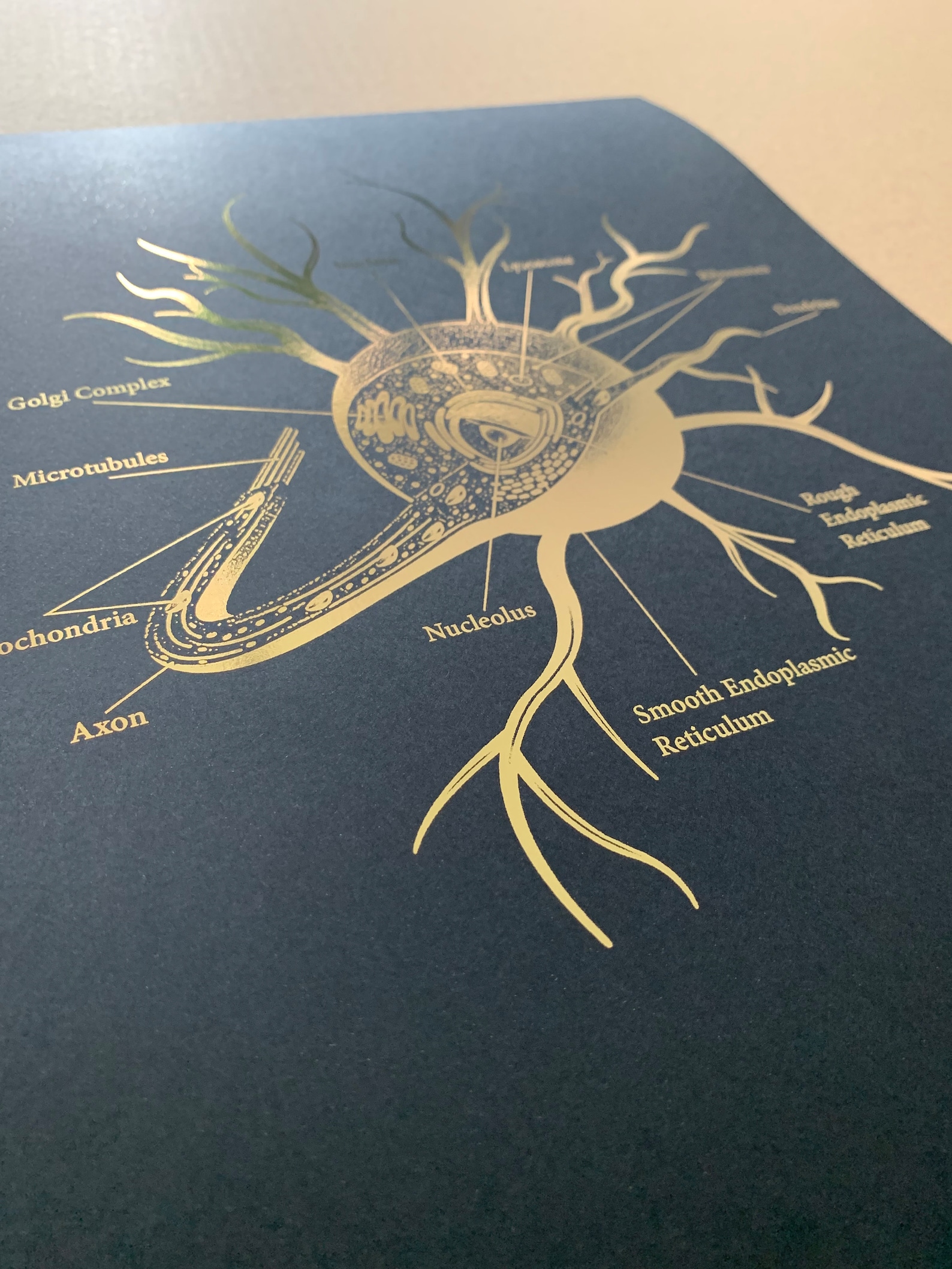 3 Gold Neuron Art Anatomy Art Nerve Cell Art Brain Anatomy Neurology ...