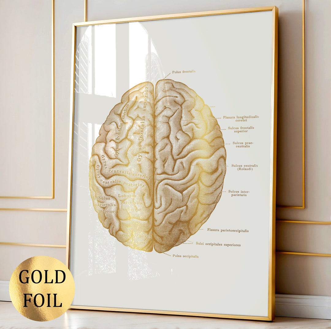 Gold Brain Anatomy Poster Medical Art Neurology Art Neuroscience Art ...