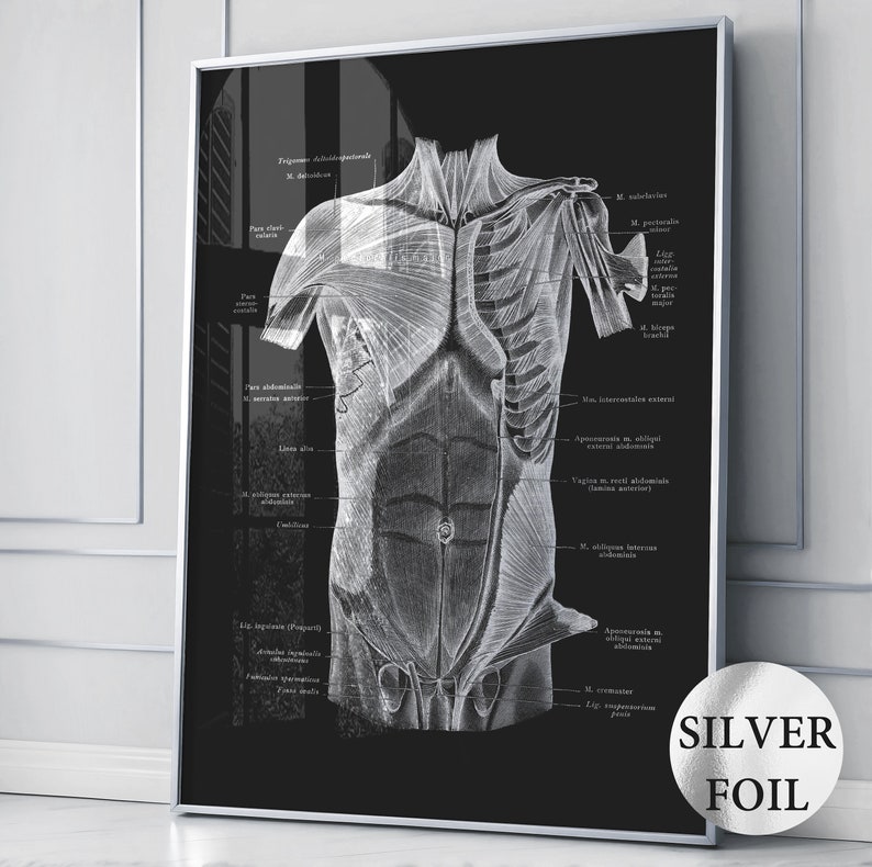 6 Silver Anatomy Art Muscular System Poster Medical Art Labeled Muscle ...