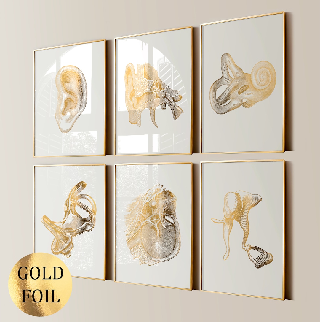 6 Gold Ear Anatomy Art Auditory System Posters Medical Art Inner Ear ...