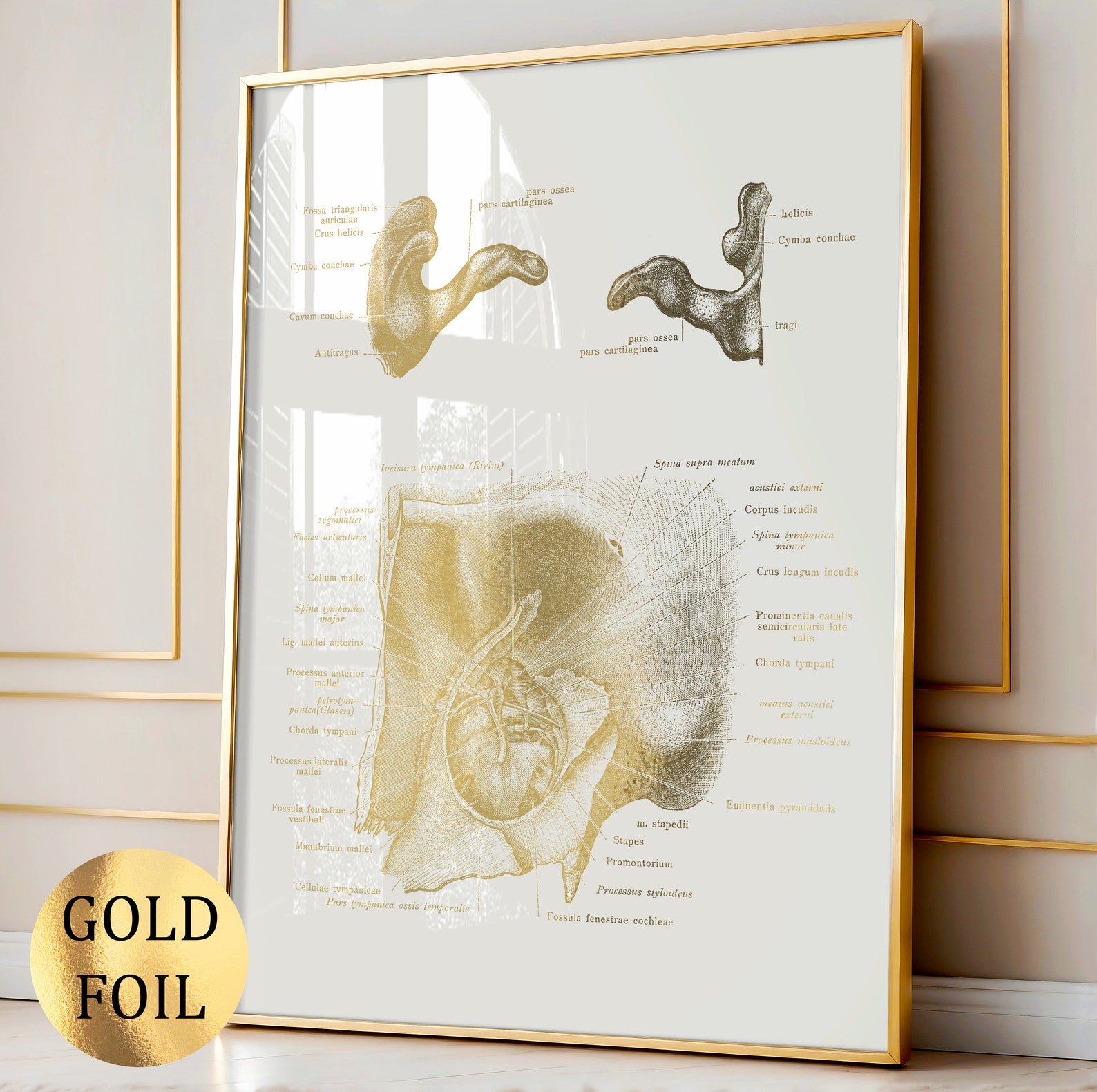 Set 6 Ear Anatomy Art Audiology Poster Medical Art Inner Ear Diagram ...