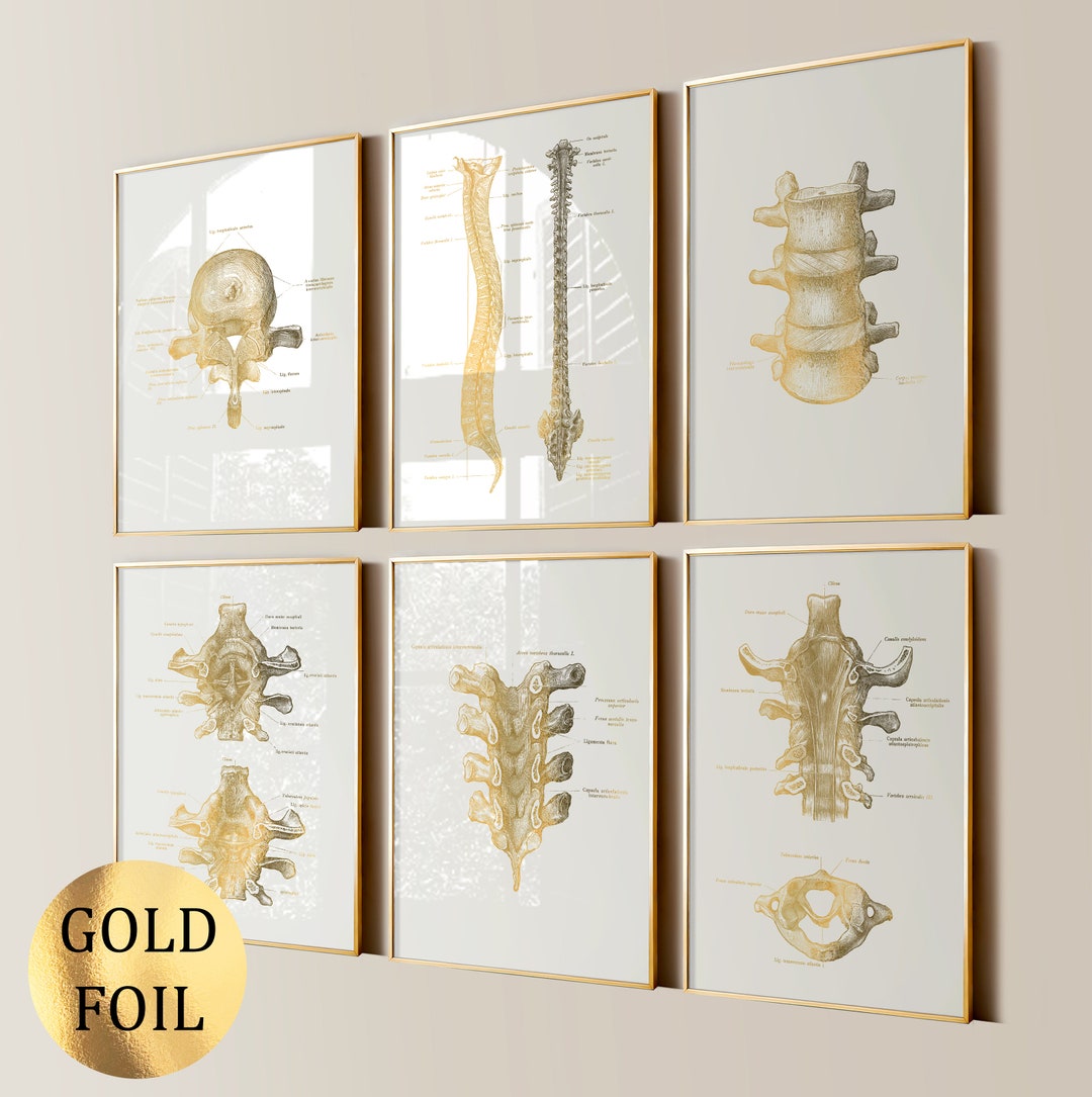 6 Spine Anatomy Posters Spinal Column Vertebrae Art Lumbar Spine ...