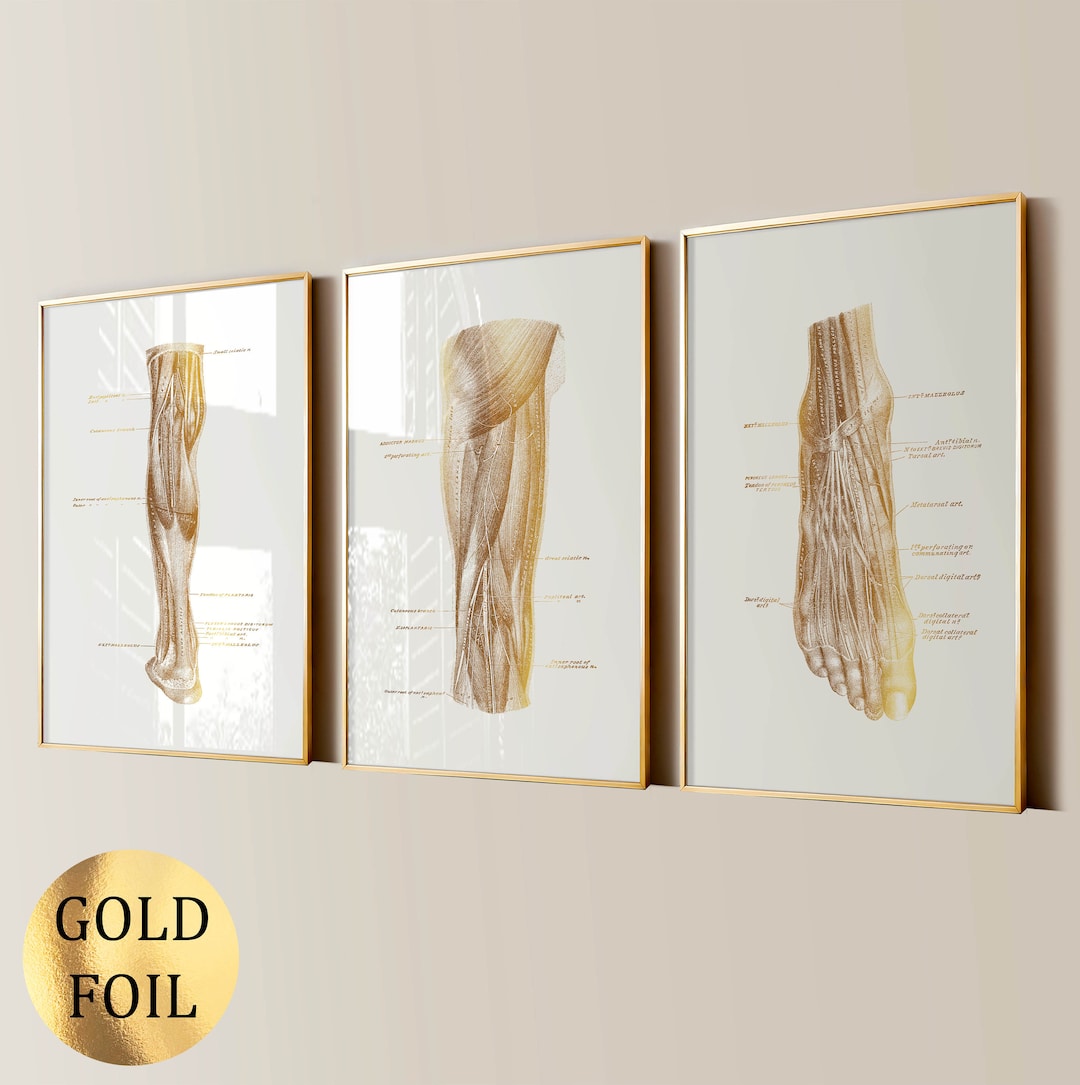 3 Gold Foot Anatomy Art Medical Poster Foot Muscles Diagram Foot ...