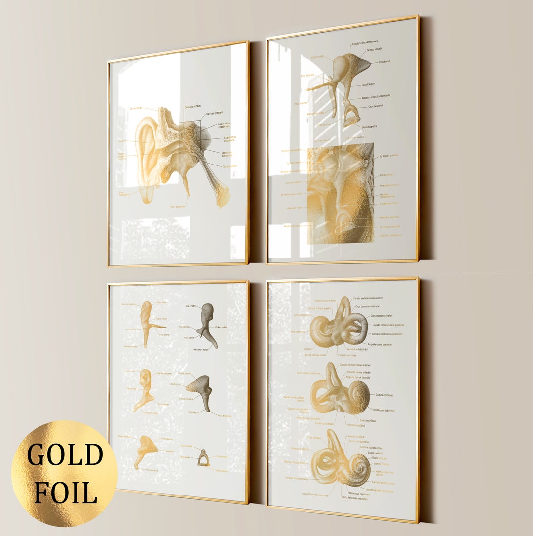 4 Gold Ear Anatomy Posters, Medical Art, Auditory System, Hearing ...