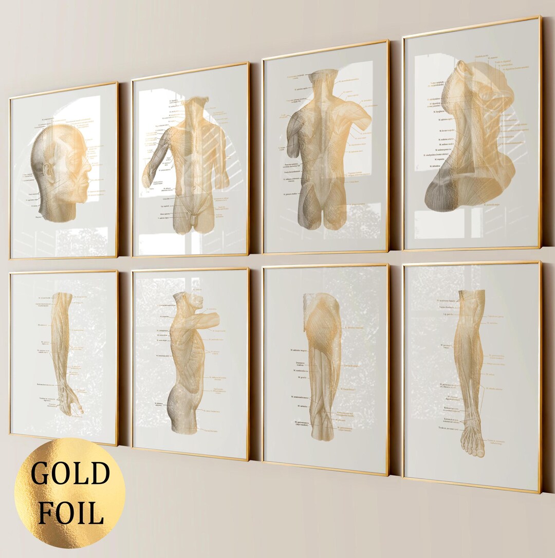 Set 8 Gold Muscle Anatomy Art Labeled Muscular System Medical Art ...