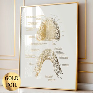 4 Gold Dental Anatomy Posters Teeth Print Jaw Bone Print Dentistry Art ...