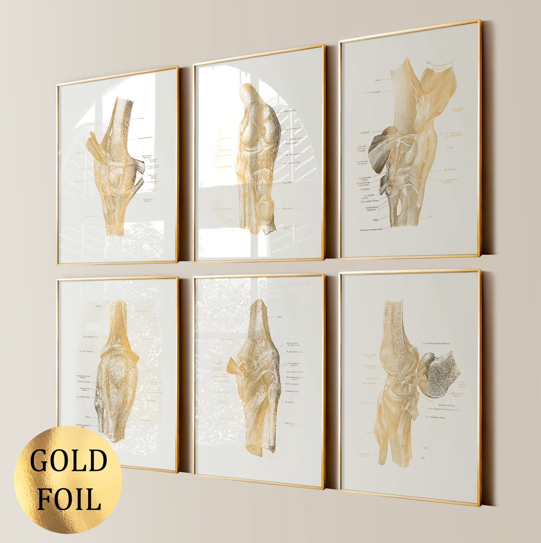 Set 6 Knee Anatomy Art Knee Joint Posters Physiotherapy Art Orthopedic ...