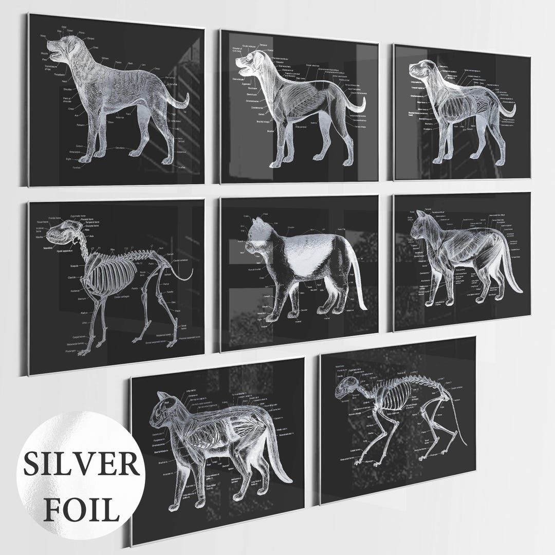 Set 8 Pet Anatomy Posters Biology Art Dog Anatomy Cat Anatomy ...