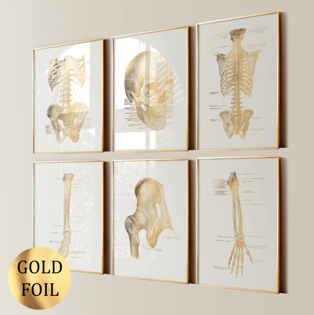 Set 6 Skeleton Anatomy Art Skeletal System Poster Medical Art ...
