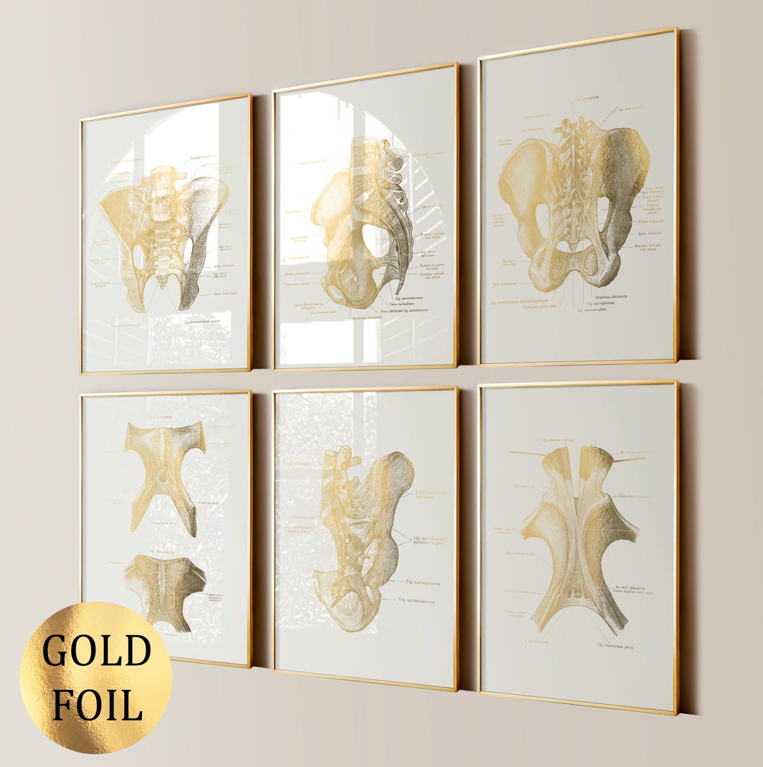 Set 6 Pelvis Posters Anatomy Art Orthopedic Art Obgyn Art Skeletal ...