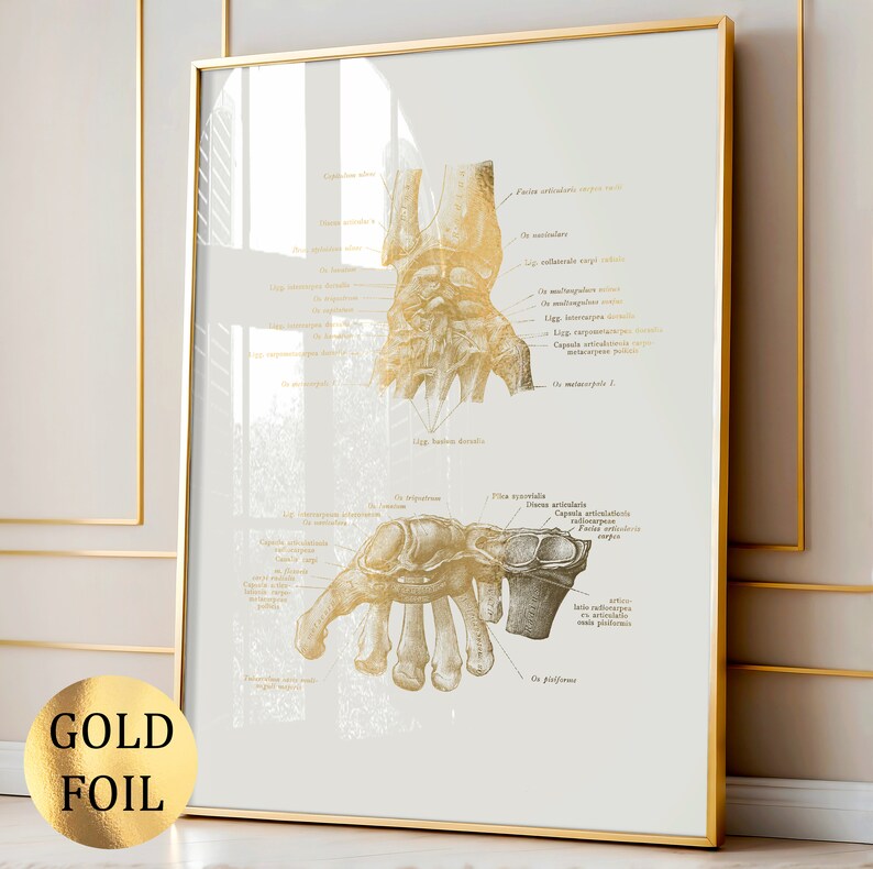 6 Hand Anatomy Posters Palm Bones Diagram Wrist Anatomy Hand Joints ...