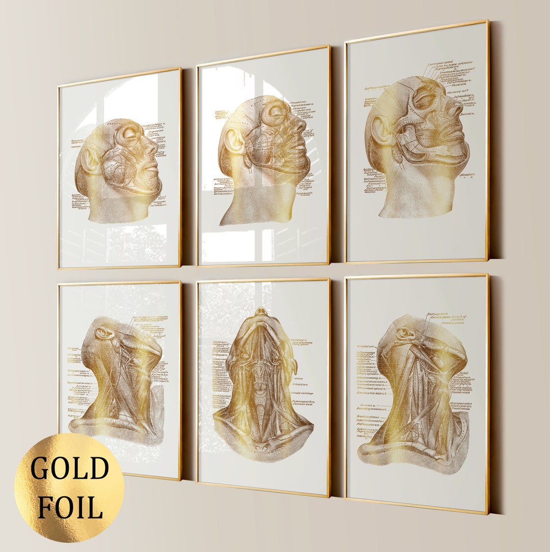 Set 6 Face Anatomy Art Neck Anatomy Posters Gold Foil Print Medical Art ...