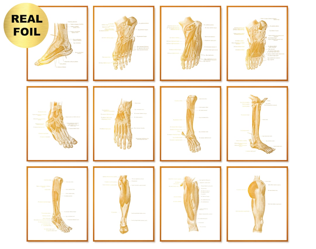 Set 12 Gold Foot Anatomy Posters, Labeled Musculoskeletal System ...