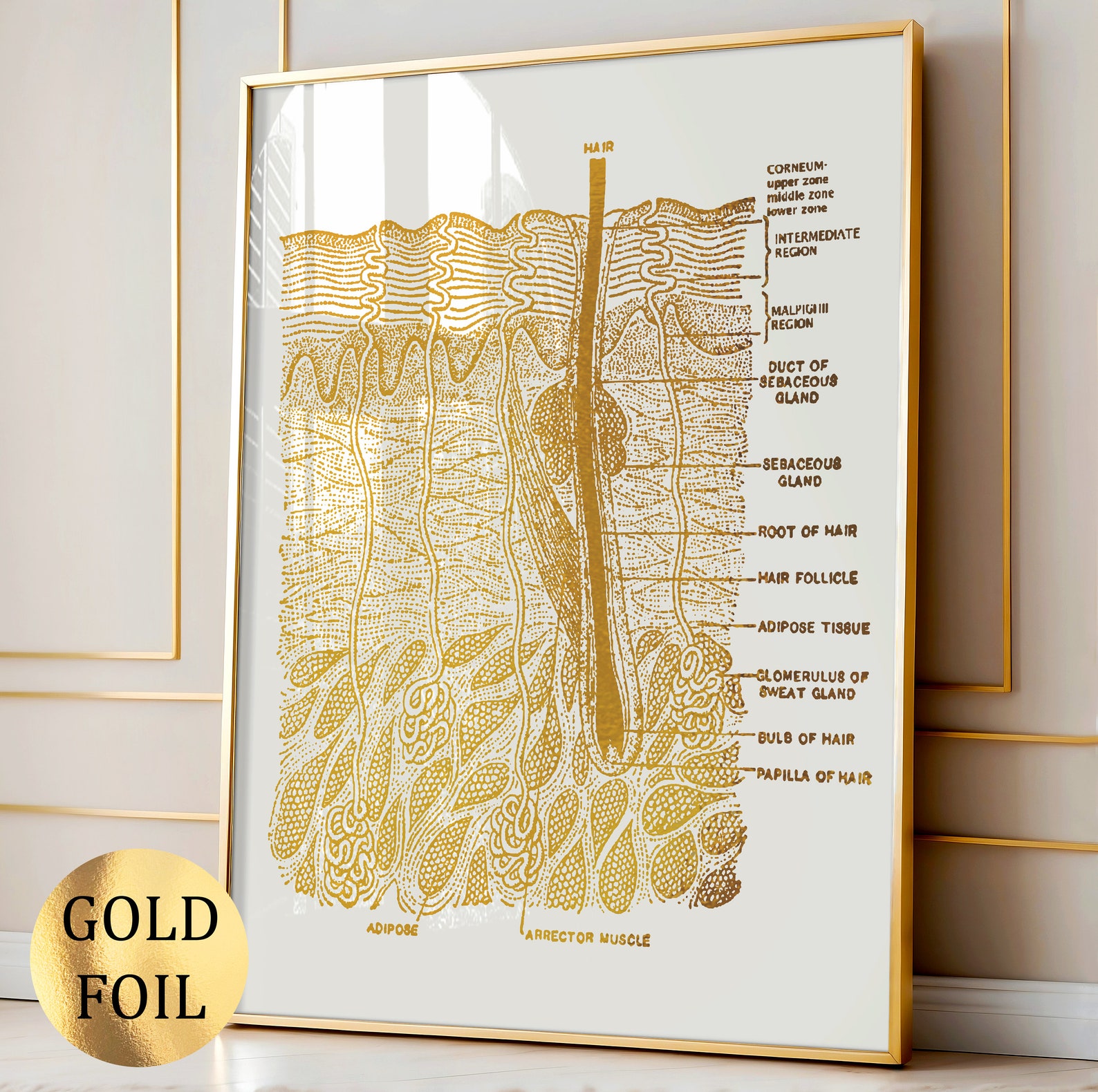 4 Dermatologist Gift Human Skin Anatomy Art Integumentary System Gold ...