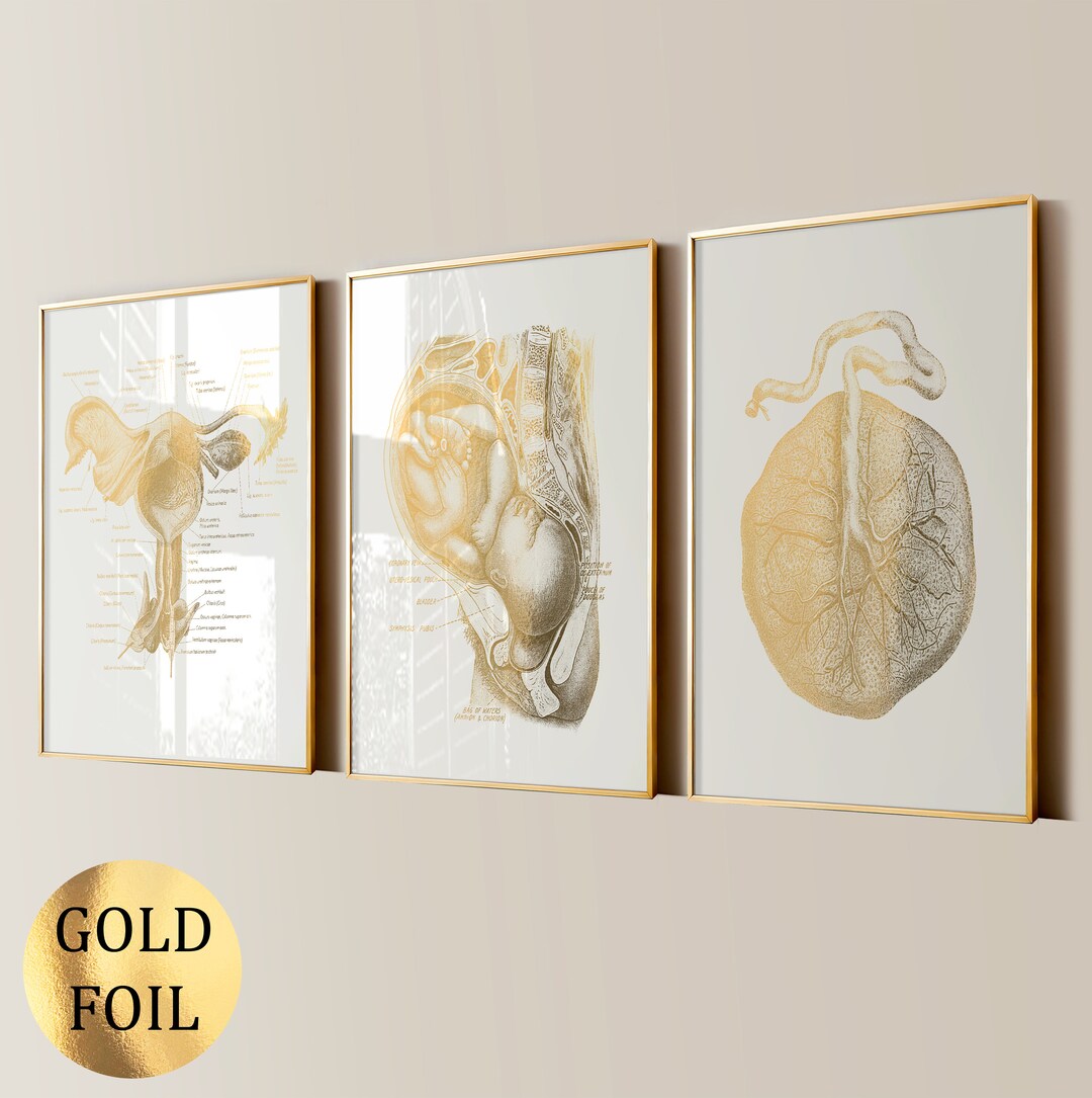 3 Female Anatomy Art Pregnancy Art Medical Art Fetus Poster Uterus ...