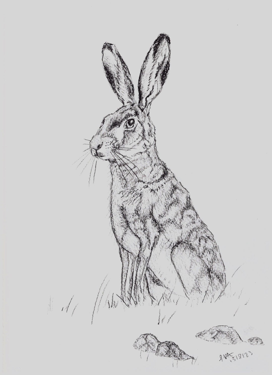 Hare Pencil Drawing Print A4 Size - Etsy