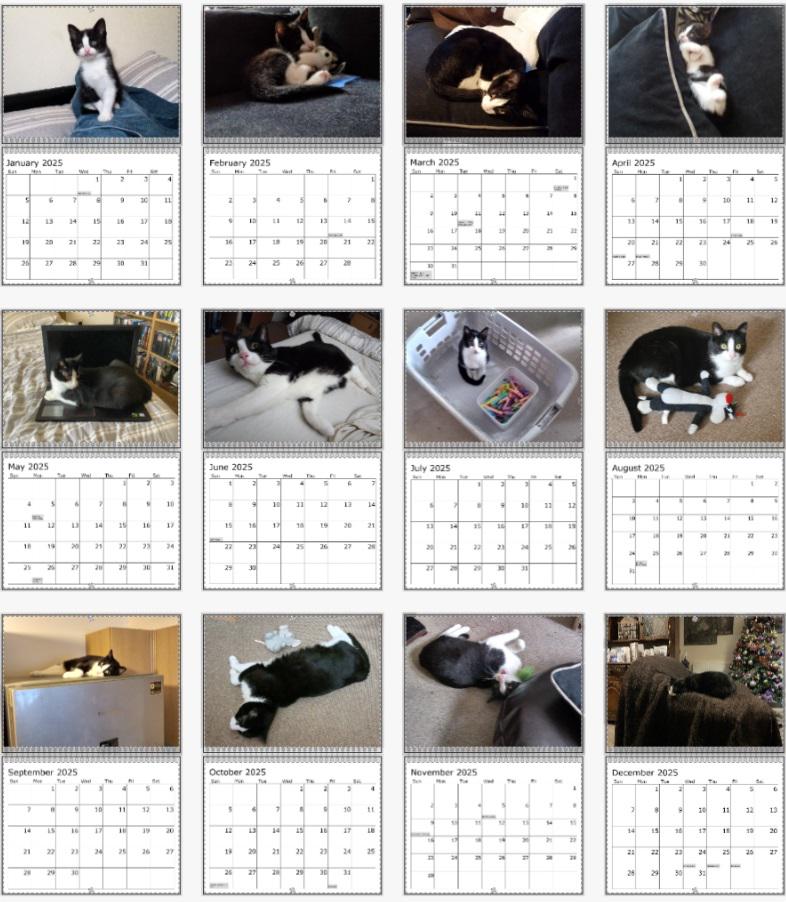 Soxy the Cat 2025 Wall Calendar A3 - Etsy