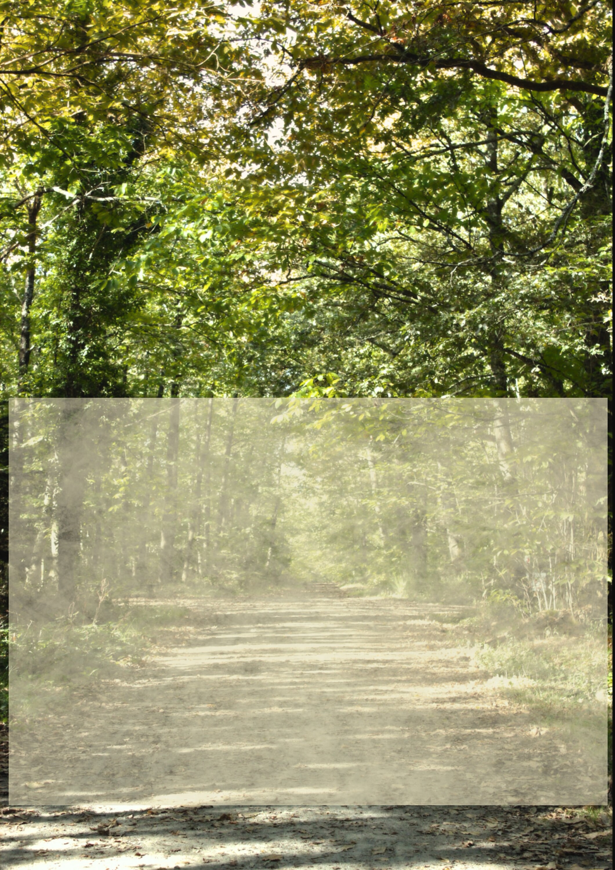 2024 Digital Calendar Forest Theme - Etsy