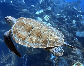 Sea Turtle Print - Etsy