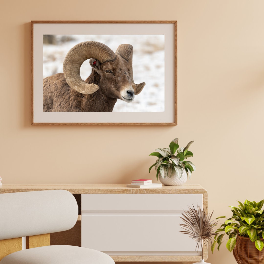 Big Horn Sheep Wall Art - Etsy