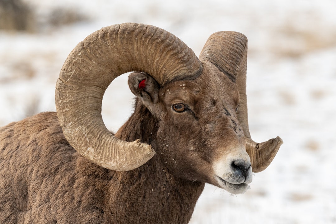 Big Horn Sheep Wall Art - Etsy