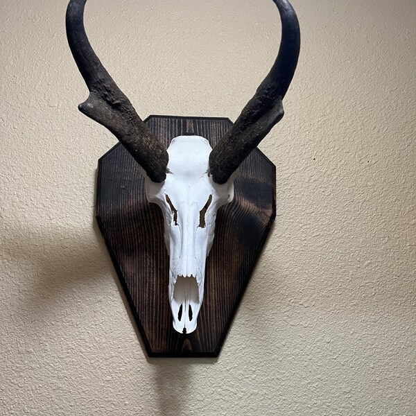 European Mount - Etsy