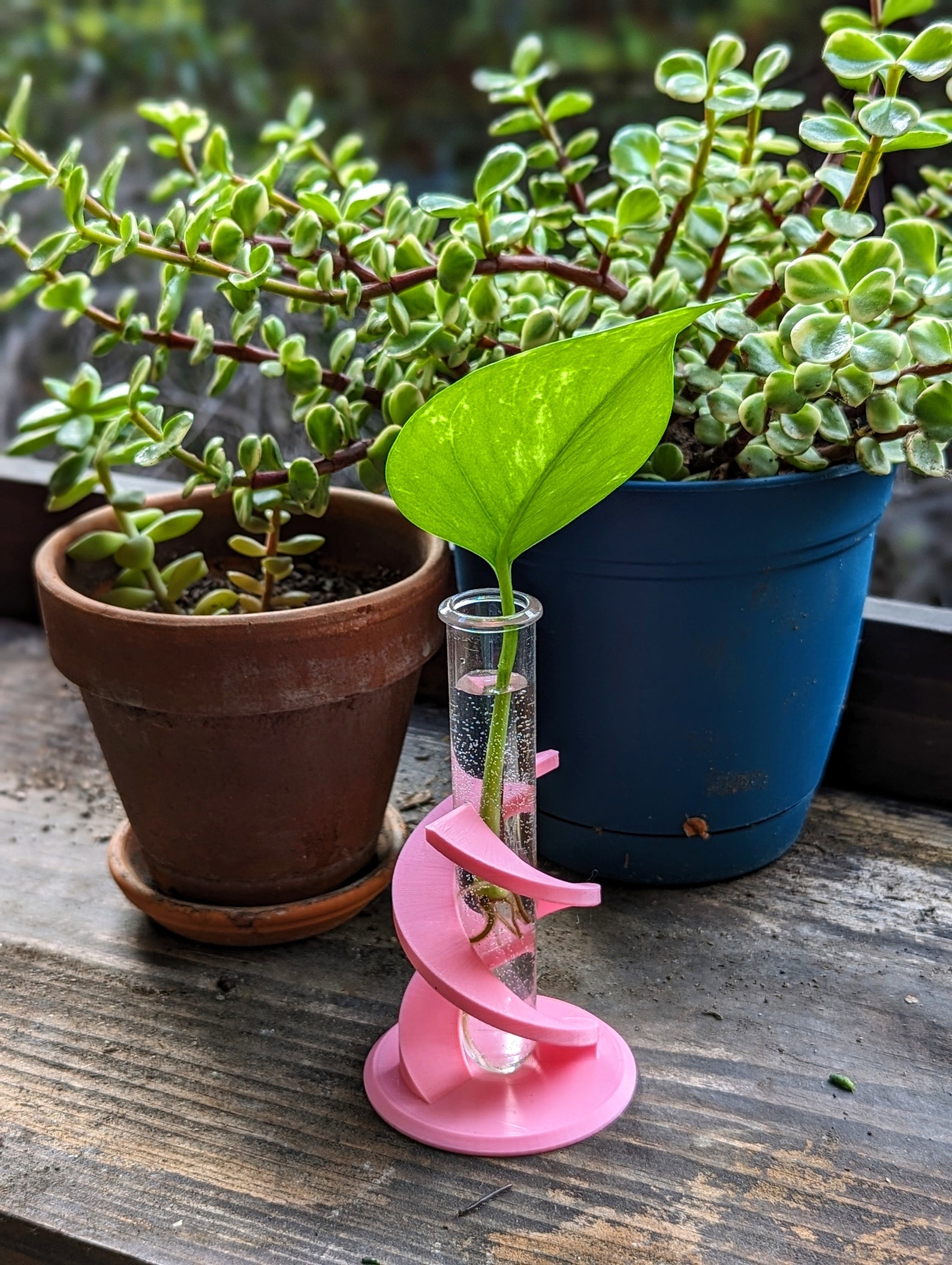 Pop Art Set, Spiral Helix Plant Propagation Station Stand With Test ...