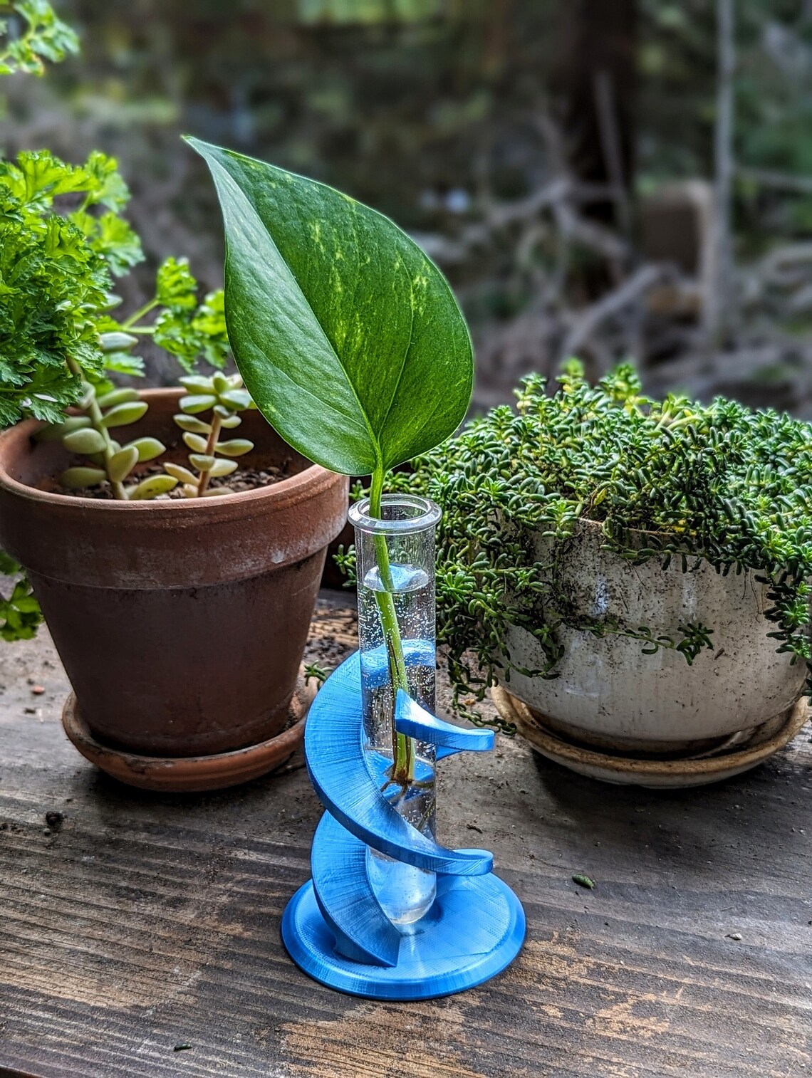 Metal Blue, Spiral Helix Plant Propagation Station Stand With Glass ...