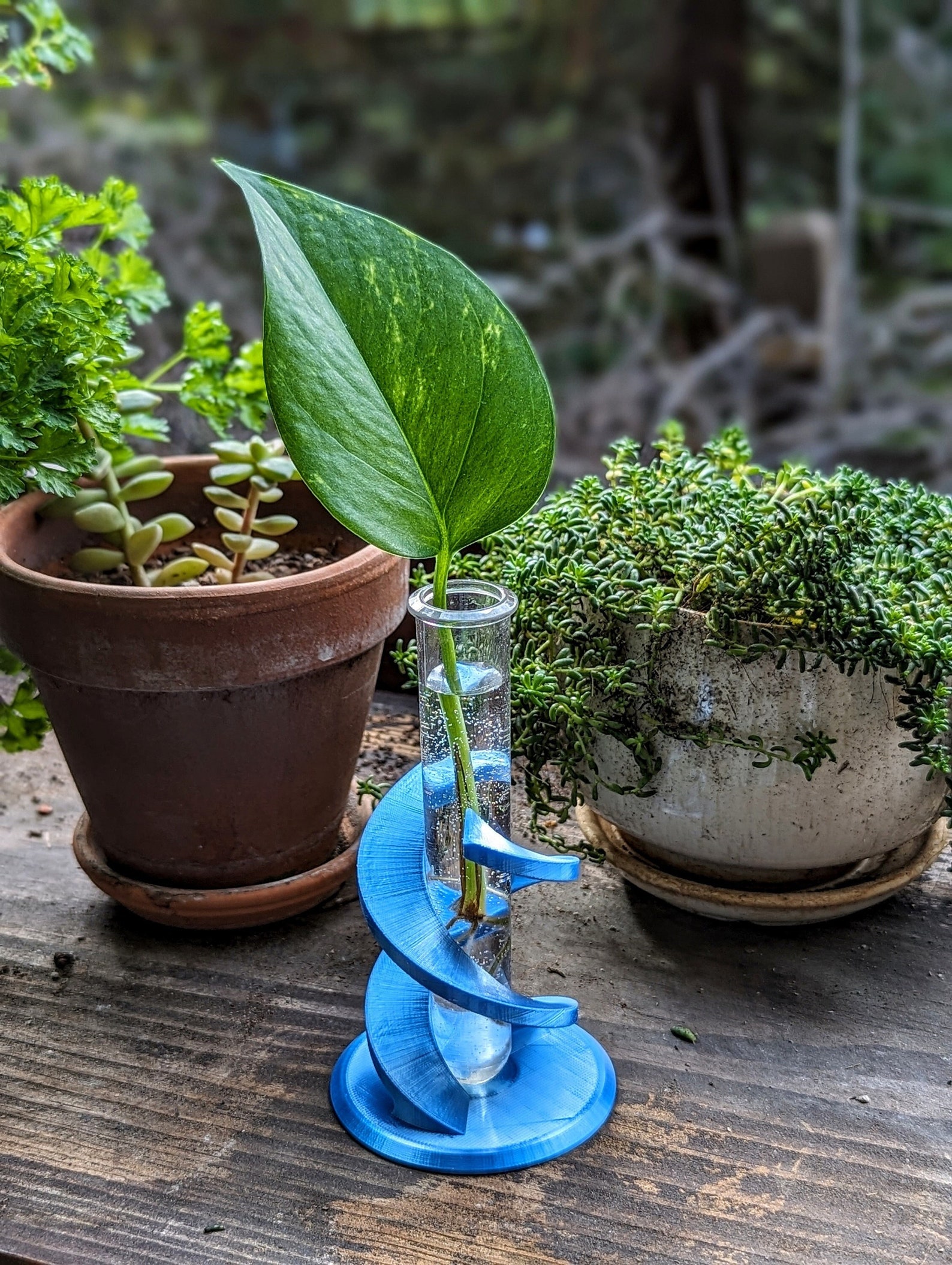 Metal Blue, Spiral Helix Plant Propagation Station Stand With Glass ...