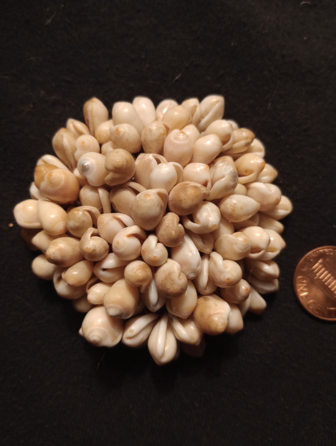 Shells Brooch - Etsy