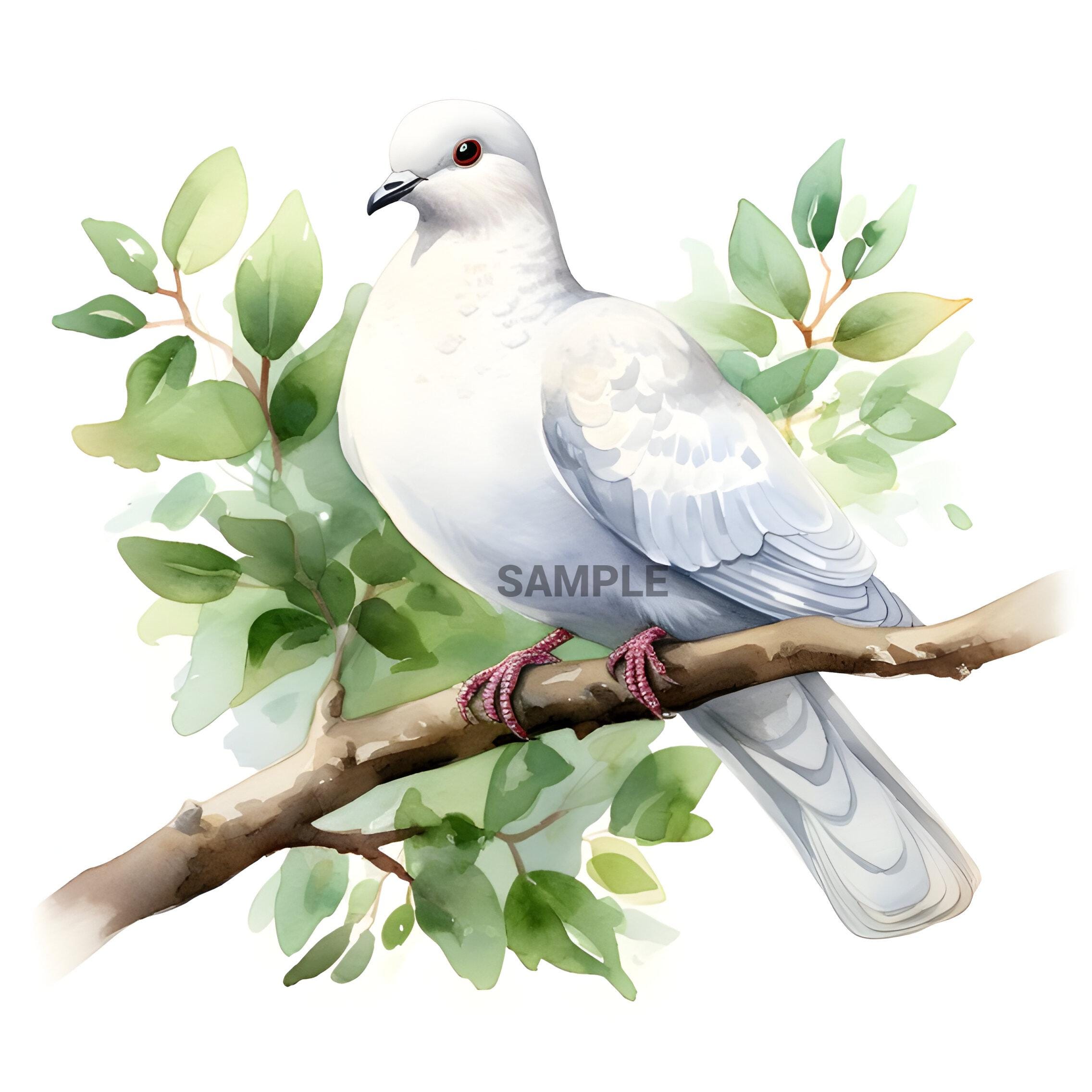 Dove Watercolor Clipart, Beautiful Images of Doves, Bird Clipart, for ...