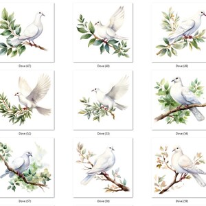 Dove Watercolor Clipart, Beautiful Images of Doves, Bird Clipart, for ...