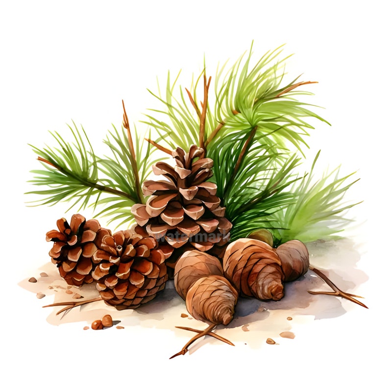 Pine Tree Watercolor Clipart, Pine Cone Clipart, Winter Pine, for Paper ...