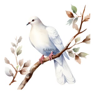 Dove Watercolor Clipart, Beautiful Images of Doves, Bird Clipart, for ...