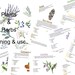 Herbs & Plants Meanings and Uses | Magical Uses of Plants | Witchcraft ...