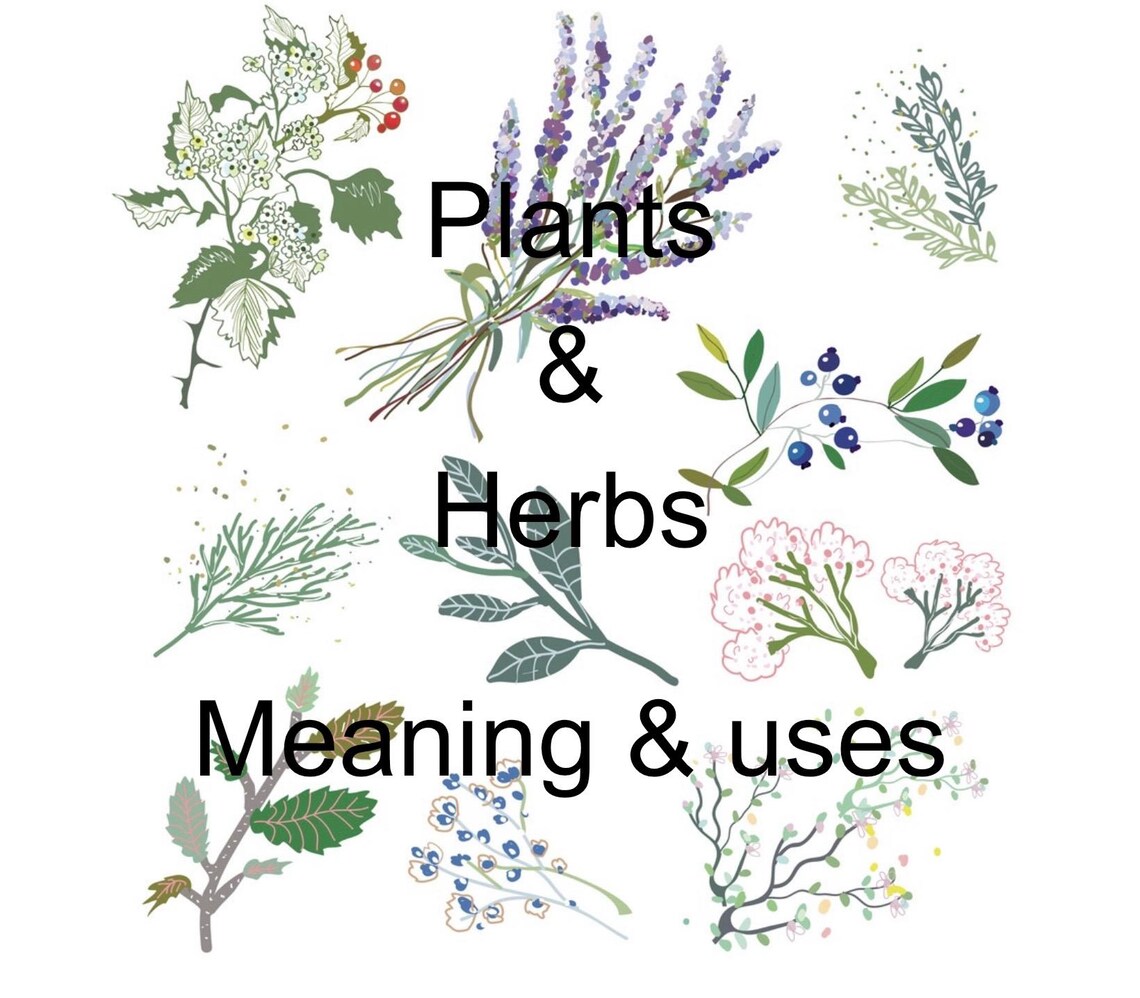 Herbs & Plants Meanings and Uses | Magical Uses of Plants | Witchcraft ...