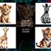 SAFARI Animals, Elephant, Lion, Tiger, Giraffe, Zebra, 20 PNG Clipart ...